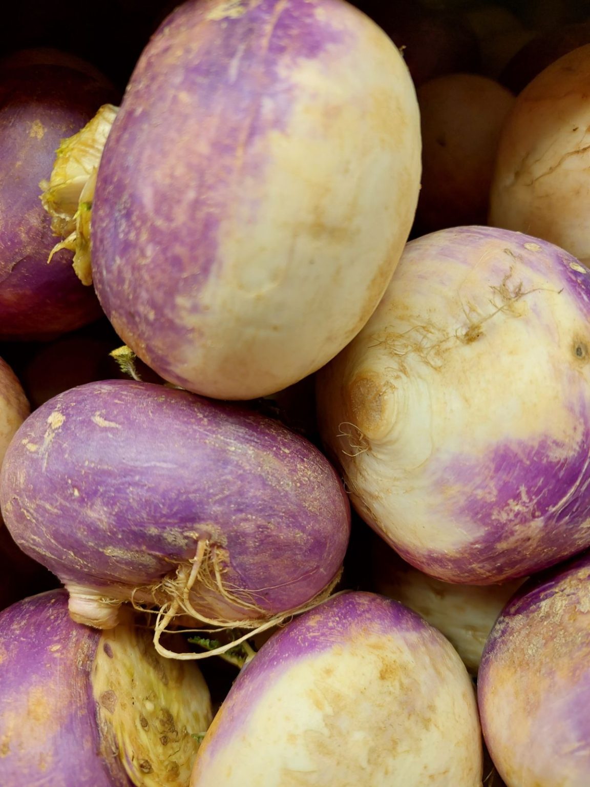 Easy Lacto Fermented (pickled) Turnips Recipe You'll Love