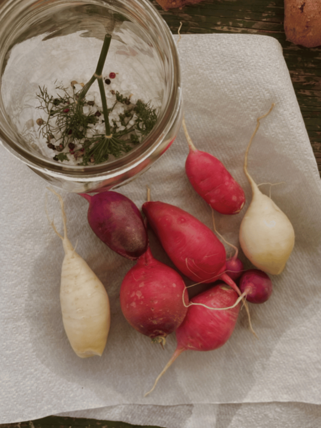 Quick and Easy Delicious Lacto Fermented (Pickled) Radish Recipe