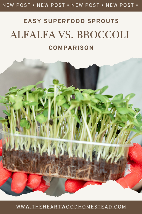 Alfalfa Sprouts vs. Broccoli Sprouts: Easy Superfood Sprouts You Should Grow at Your Homestead