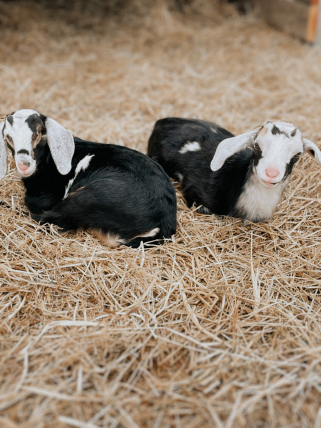 How Long Are Goats Pregnant? Your Complete Guide to Goat Gestation
