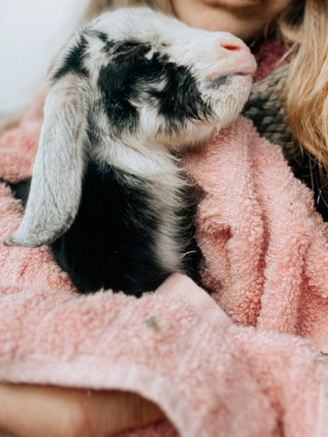 How Long Are Goats Pregnant? Your Complete Guide to Goat Gestation