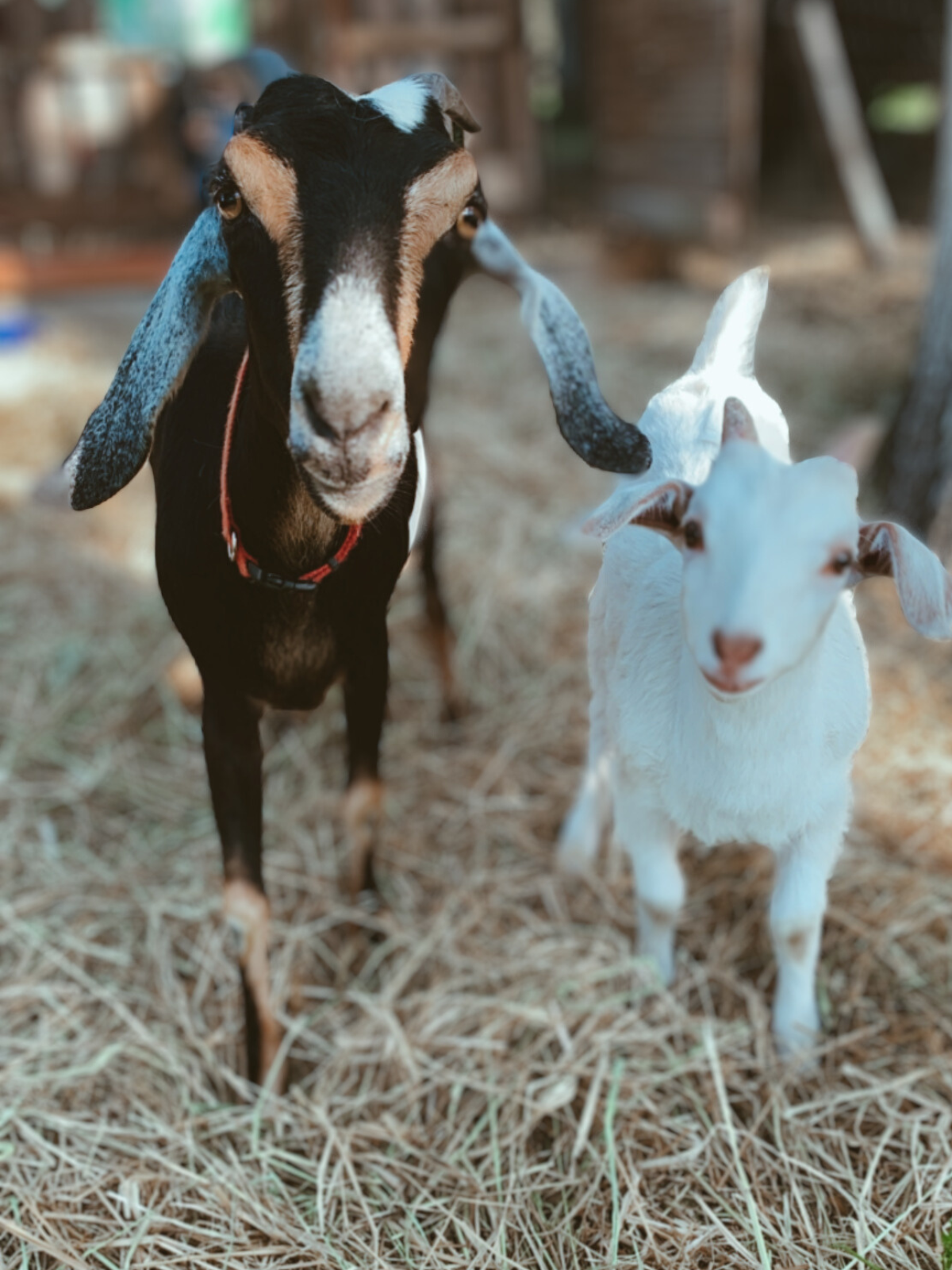 How Long Are Goats Pregnant? Your Complete Guide to Goat Gestation