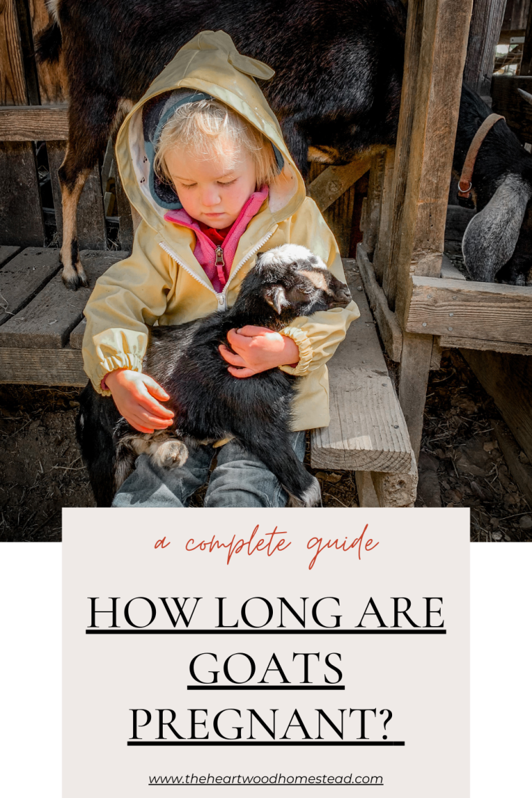 How Long Are Goats Pregnant? Your Complete Guide to Goat Gestation