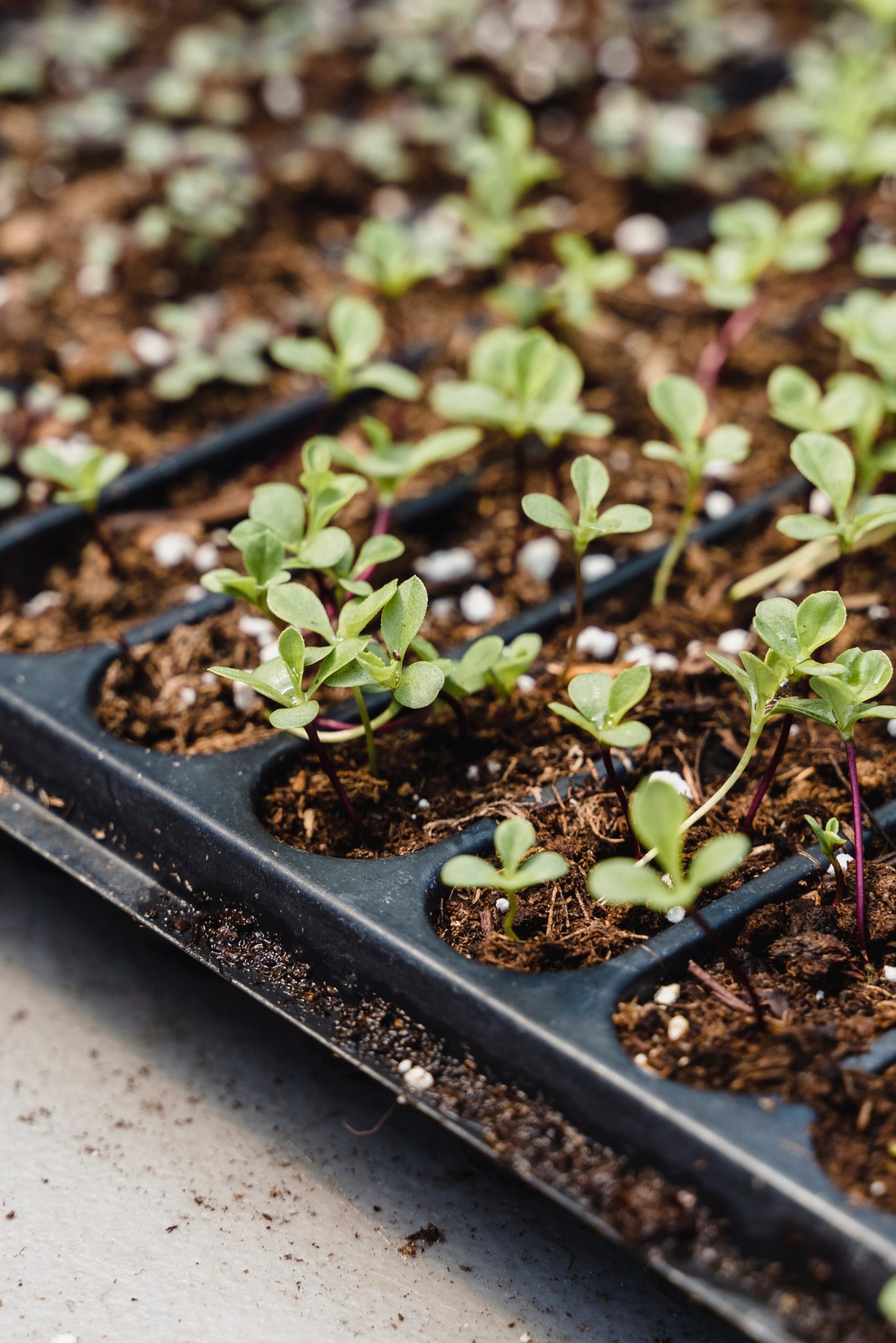 Growing Sprouts: The Complete How-To Guide for Homescale Microgreens