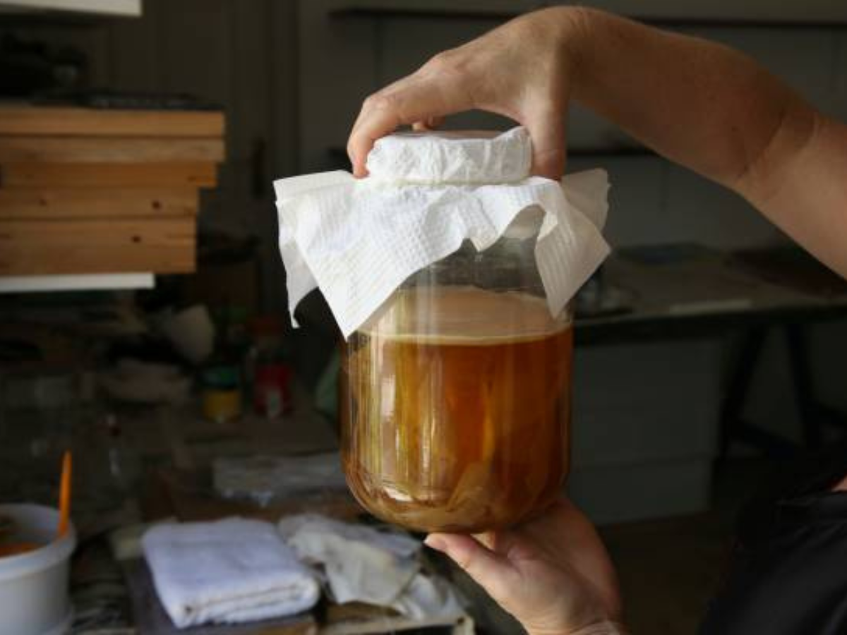 Jun Tea Recipe: Like Kombucha, But Better - The Heartwood Homestead